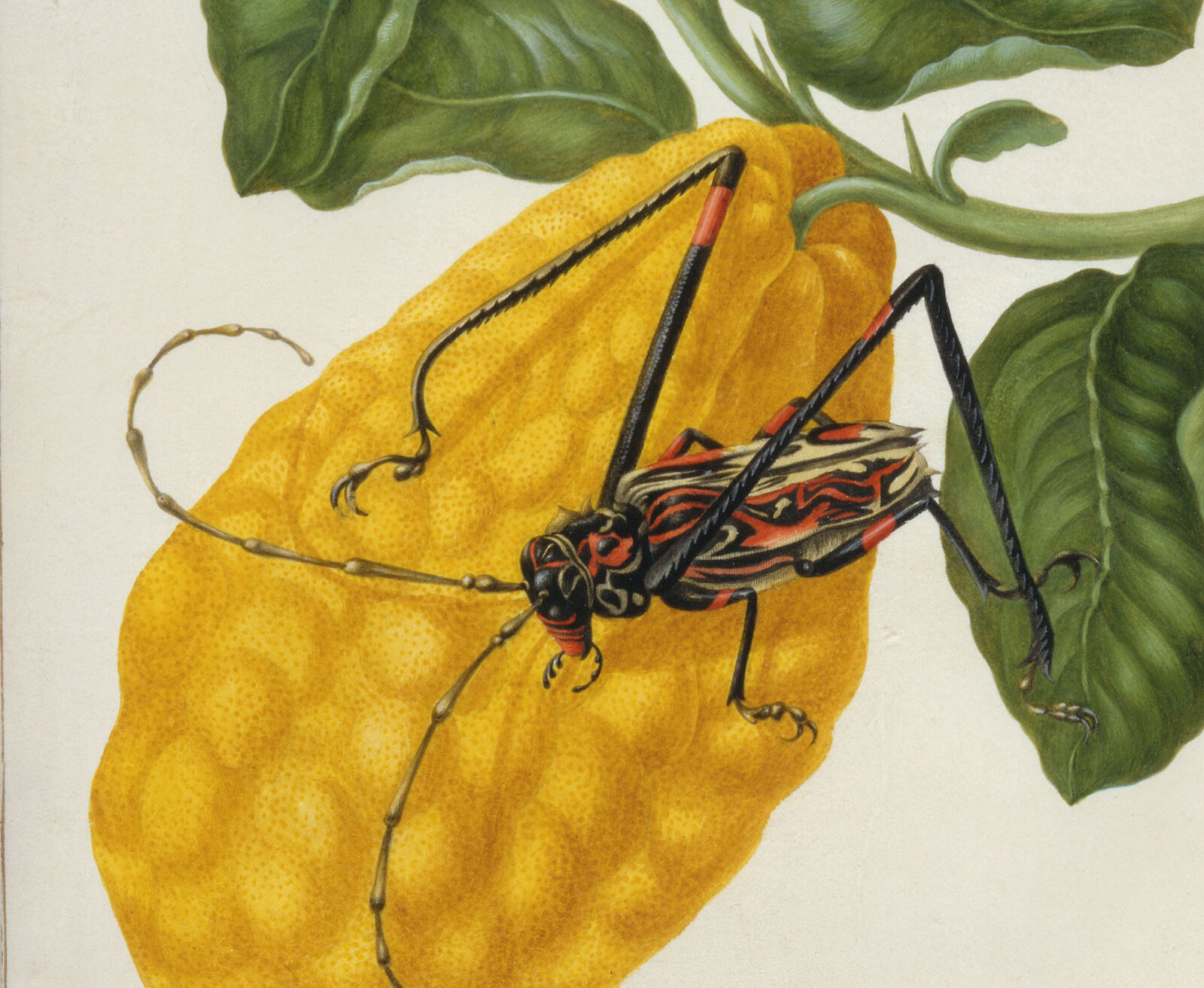 Maria Sibylla Merian - A botanist gets a divorce and travels the world