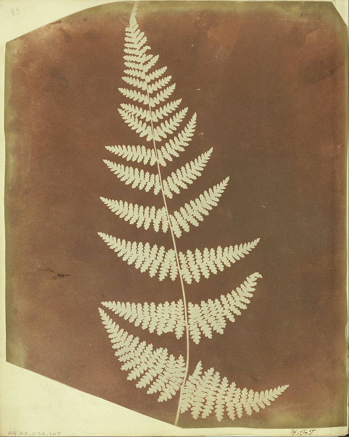 Buckler Fern by William Henry Fox Talbot | Obelisk Art History