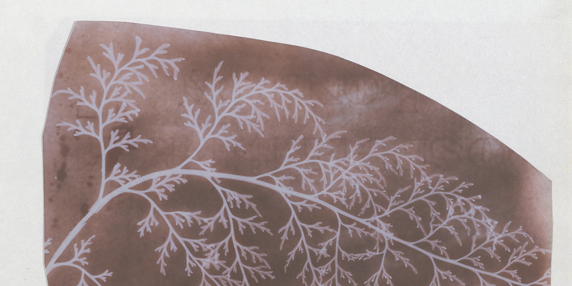 Calotype — Art Mediums | Obelisk Art History